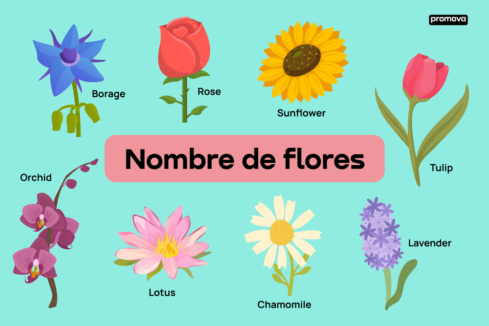Nombre De Flores Comunes Descubre Todas Las Variedades Y Cuidados Del